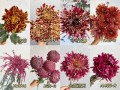 菊花品种大全名称有哪些_菊花品种图片名称怎么找