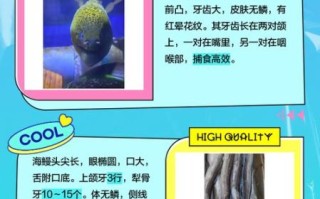 海鳗插件成就百科怎么用_海鳗插件成就百科在哪看