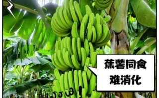 香蕉不能和什么一起吃_香蕉相克食物表