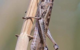 蚂蚱图片怎么拍_蚂蚱高清特写拍摄技巧