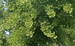 银杏树叶子像什么_银杏叶形状像哪种扇子