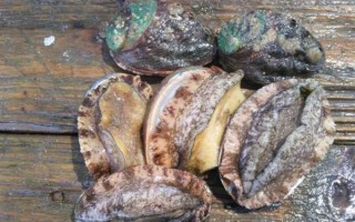 鲍鱼为什么像女性生殖器_鲍鱼外形争议真相