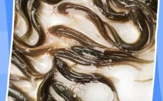 泥鳅在家怎么养活_泥鳅在家养多久能活