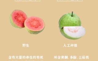 芭乐果的功效与禁忌_芭乐果什么人不能吃