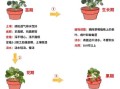 草莓怎么种_家庭阳台种植草莓步骤