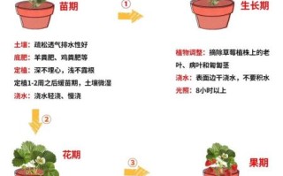 草莓怎么种_家庭阳台种植草莓步骤