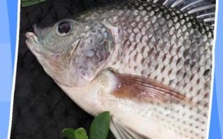 女生为什么不能吃罗非鱼_罗非鱼对女性的危害