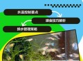 孔雀鱼怎么养_孔雀鱼饲养注意事项