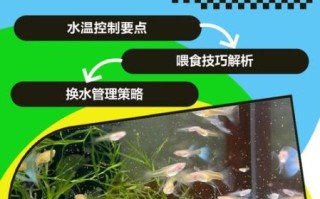 孔雀鱼怎么养_孔雀鱼饲养注意事项