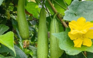 丝瓜图片大全高清_丝瓜长什么样