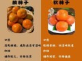 孕妇前三个月能吃柿子吗_孕早期吃柿子注意事项