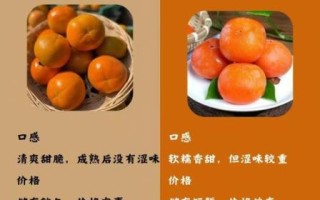 孕妇前三个月能吃柿子吗_孕早期吃柿子注意事项 孕妇前三个月能吃柿子吗_孕早期吃柿子注意事项