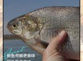 鲥鱼为什么多刺_如何优雅吃鲥鱼