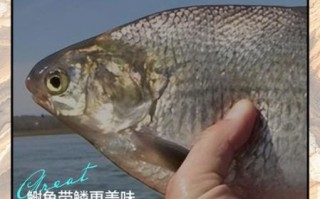 鲥鱼为什么多刺_如何优雅吃鲥鱼 鲥鱼为什么多刺_如何优雅吃鲥鱼