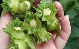 榛子长什么样_榛子外壳和果仁图片区别