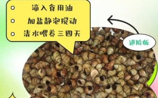 田螺吐泥最快的方法_如何让田螺快速吐泥