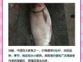 白鲢多少钱一斤_白鲢价格行情