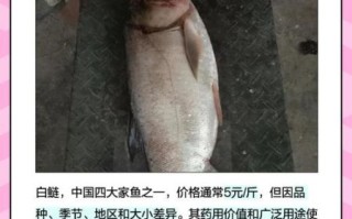 白鲢多少钱一斤_白鲢价格行情