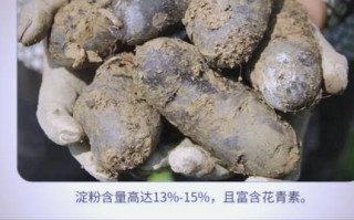 黑美人土豆多少钱一斤_黑美人土豆价格走势