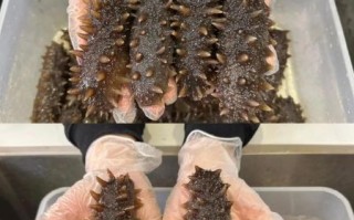 野生海参怎么吃最好_野生海参怎么泡发最软