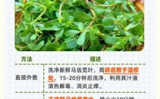 马齿苋治湿疹怎么用_马齿苋治湿疹多久见效