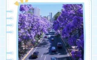 蓝花楹什么时候开花_蓝花楹适合种在哪里