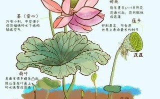 藕节是藕的哪个部位_藕节和藕的区别