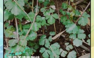 天葵是什么植物_天葵的功效与作用