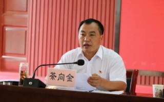 茶向金是什么茶_茶向金2021价格多少钱