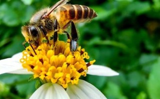 蜜蜂图片怎么拍_蜜蜂图片高清壁纸下载