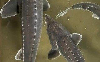 中国鲟鱼图片_中华鲟长什么样