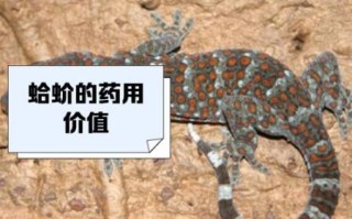 蛤蚧是什么东西_蛤蚧的功效与作用