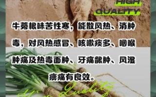 牛蒡根桂花茶的功效与作用_牛蒡桂花茶适合什么人喝