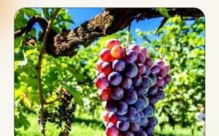 怀孕早期可以吃葡萄吗_孕妇吃葡萄对胎儿好吗