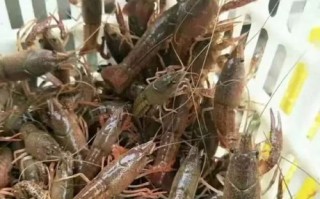 盱眙小龙虾养殖基地在哪里_养殖技术要点