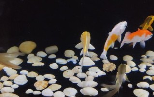 小鱼图片大全_小鱼图片怎么拍才好看