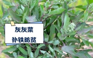 灰灰菜能吃吗_灰灰菜有毒吗