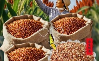 高粱米怎么做好吃_高粱米适合哪些人吃