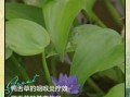 鸭舌草图片有多少种_如何辨别不同品种