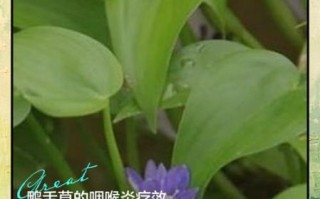 鸭舌草图片有多少种_如何辨别不同品种