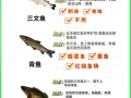 草鱼和鲤鱼有什么区别_哪个更好吃