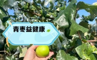 青枣是凉性还是热性_青枣的功效与作用