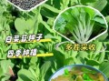 菜苔什么时候播种最好_菜苔几月份种最合适