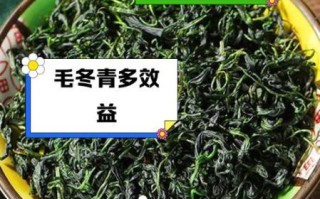 毛冬青的功效与作用及副作用_毛冬青能长期喝吗