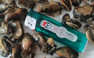 蚝豉有什么功效_蚝豉怎么吃最补肾