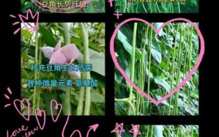 豇豆锈病用什么药最好_豇豆锈病特效药有哪些
