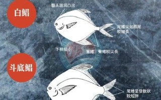鲳鱼品种图片大全_鲳鱼怎么区分