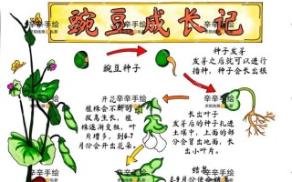 豌豆苗怎么种_豌豆苗种植管理方法