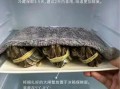 螃蟹怎么保存_螃蟹能放冰箱多久