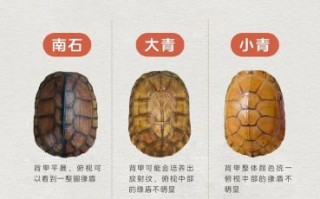 黄喉拟水龟取消二级保护_还能合法饲养吗